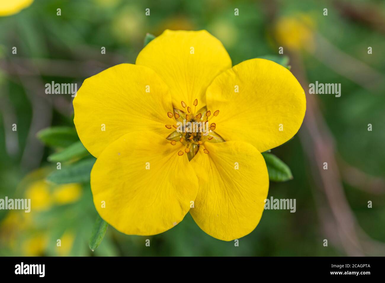 Dasiphora fruticosa goldfinger hi-res stock photography and images - Alamy