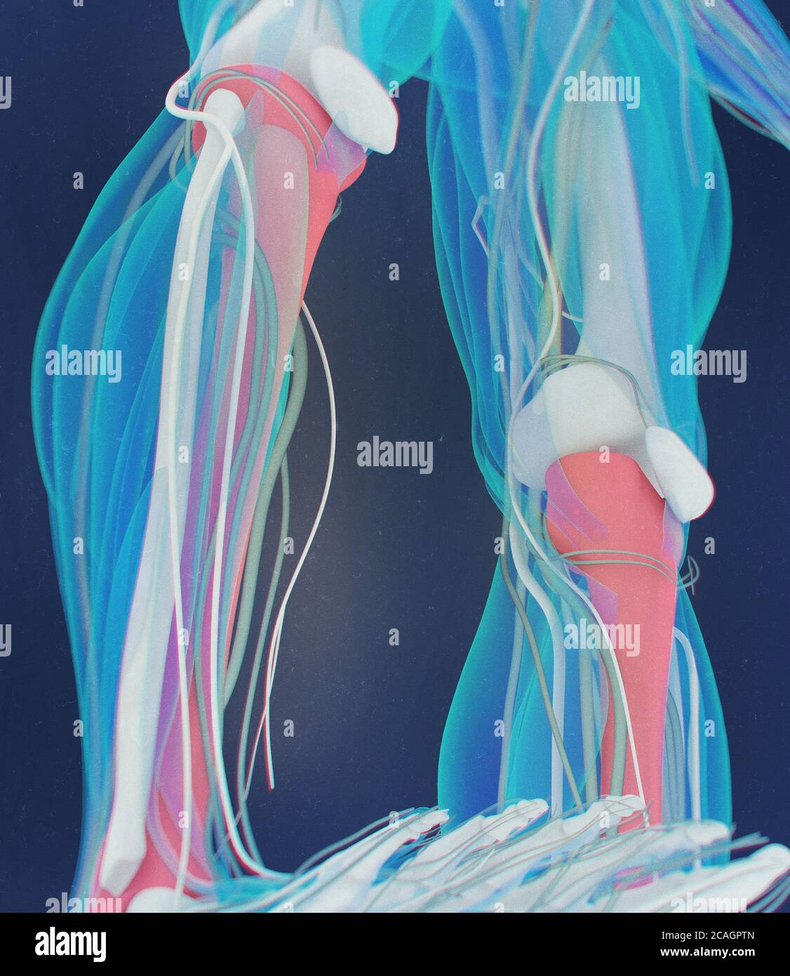 Human limbs xray hi-res stock photography and images - Alamy