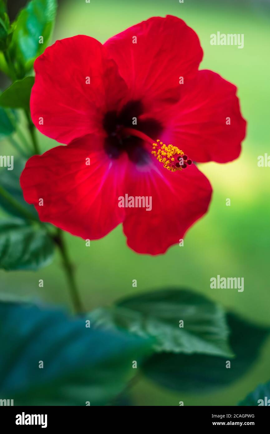 Hd Hawaiian Hibiscus