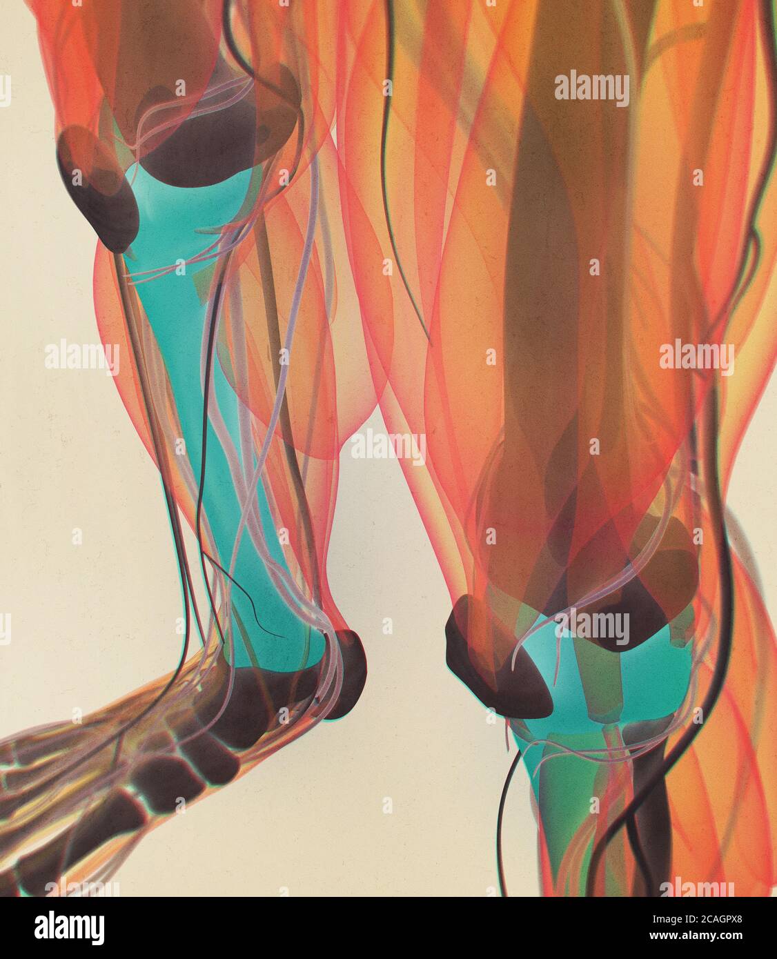 Tibia bone, human anatomy. 3D illustration Stock Photo - Alamy