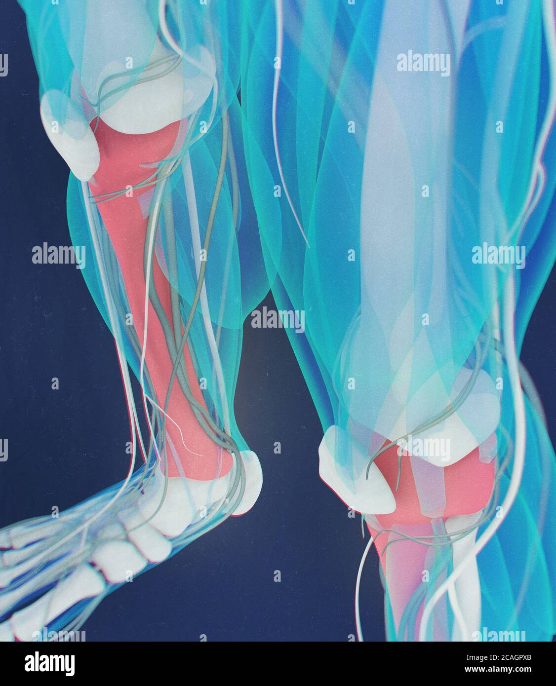 Humerus tibia hi-res stock photography and images - Alamy