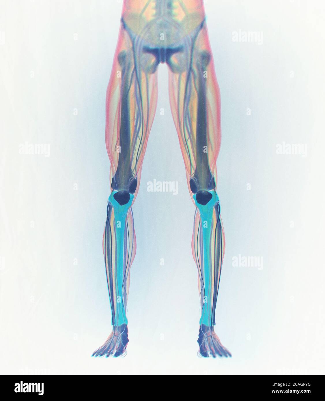 Tibia bone, human anatomy. 3D illustration Stock Photo - Alamy