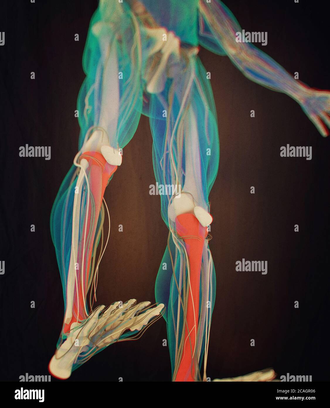 Tibia bone, human anatomy. 3D illustration Stock Photo - Alamy