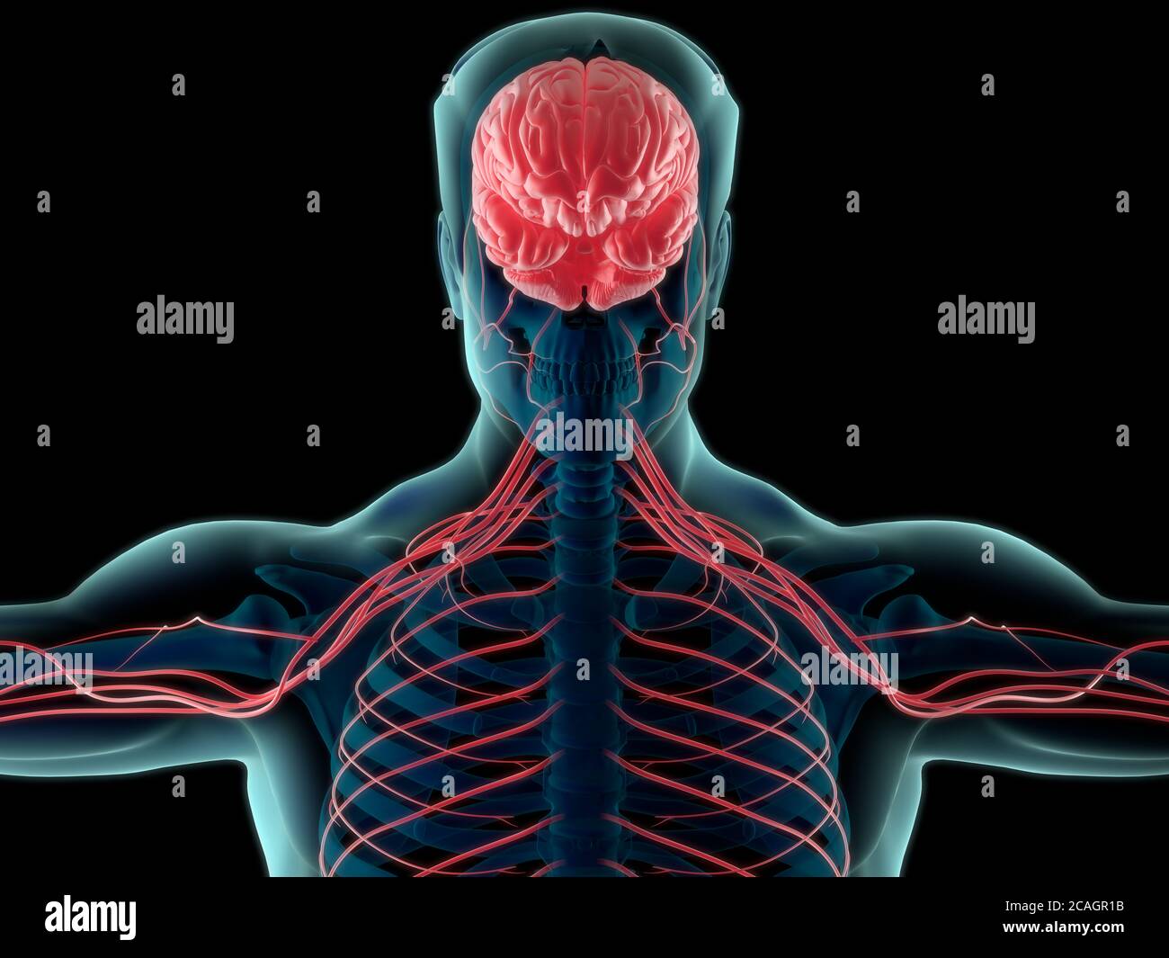 Human brain and nervous system in bright red inside blue xray body. 3d ...