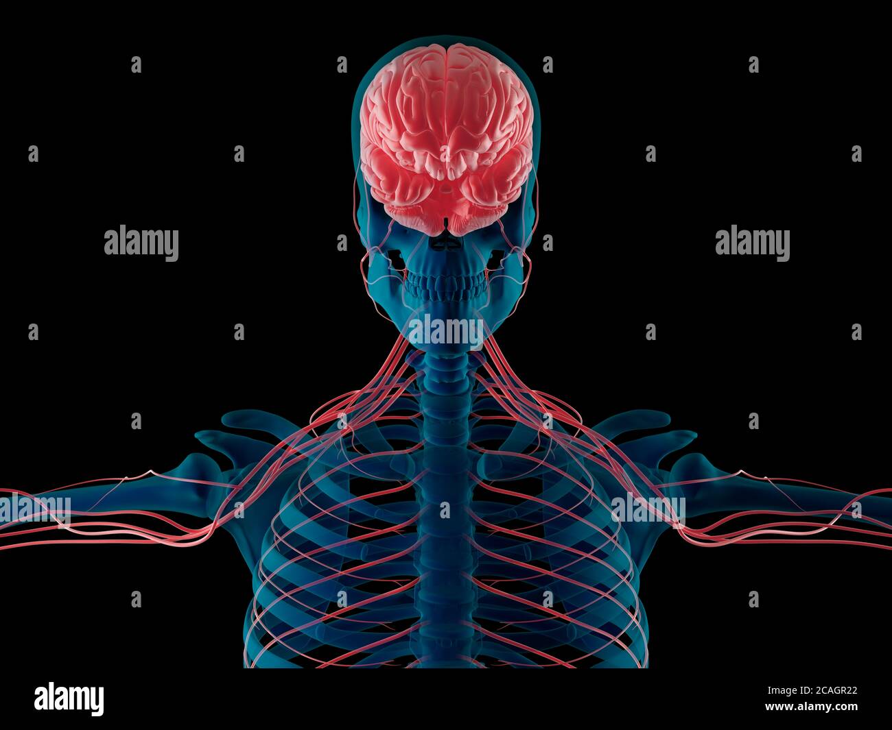 Human brain and nervous system in bright red inside blue xray body. 3d ...
