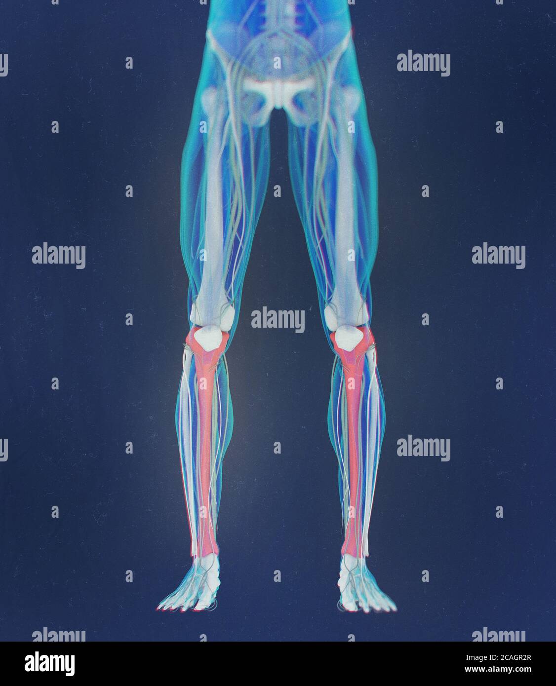 Tibia bone hi-res stock photography and images - Alamy