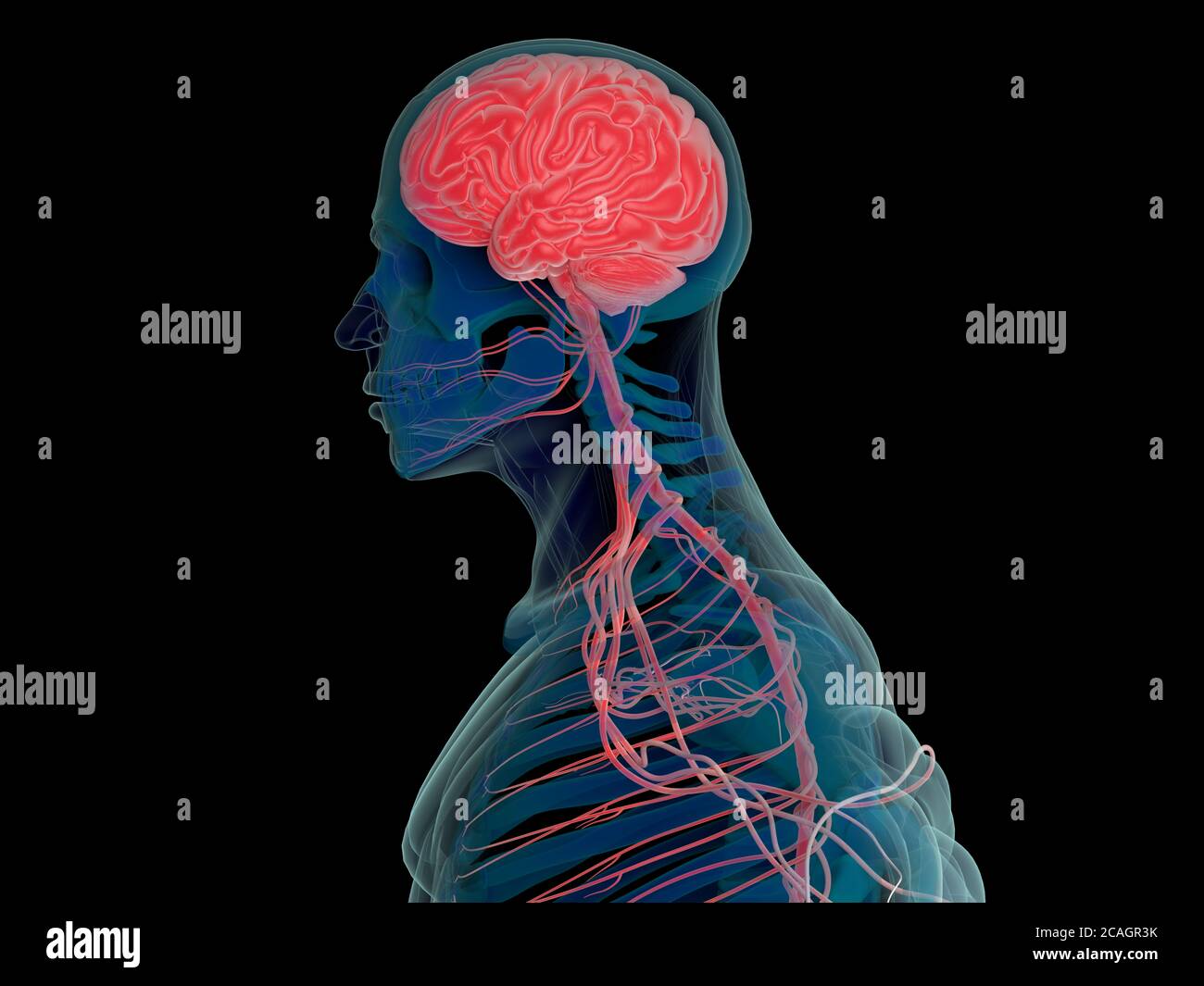 Human brain and nervous system in bright red inside blue xray body. 3d ...