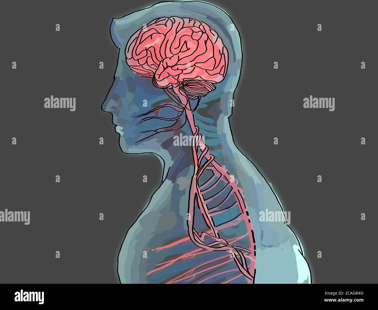 Human brain and nervous system in bright red inside blue xray body. 3d ...