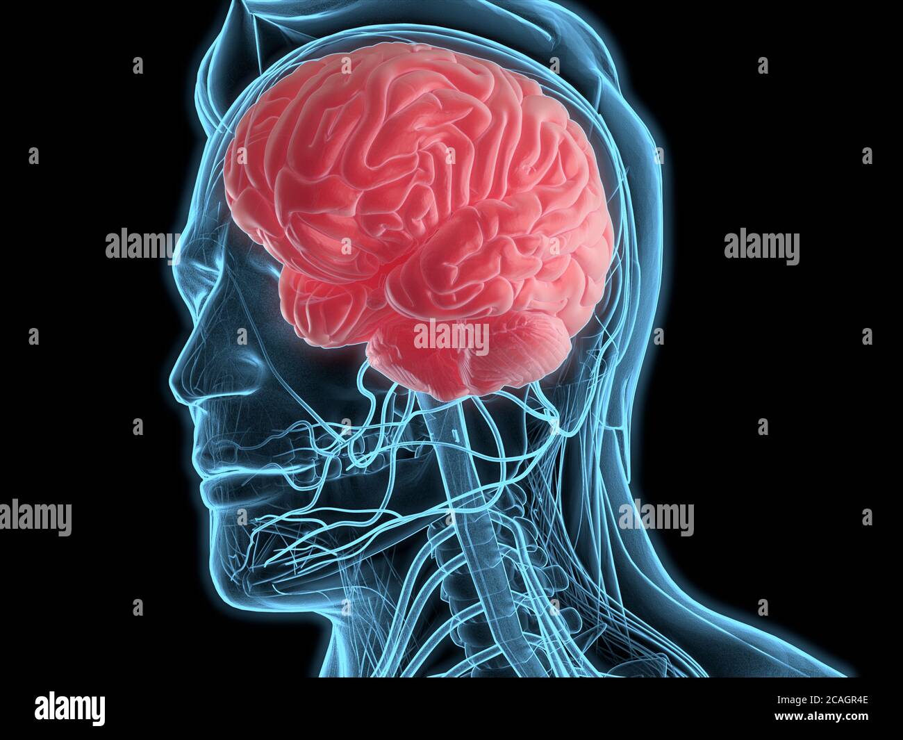 Human brain and nervous system in bright red inside blue xray body. 3d ...