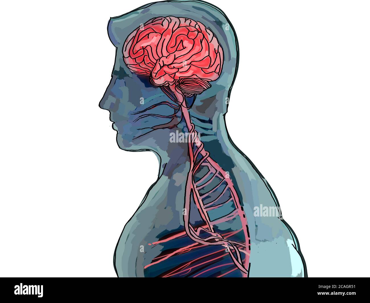 Human brain and nervous system in bright red inside blue xray body. 3d ...