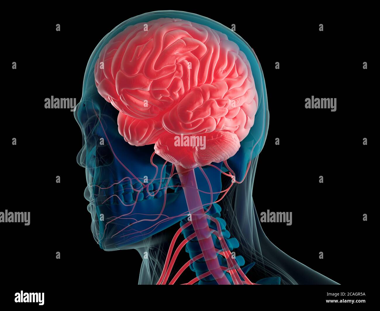 Human brain and nervous system in bright red inside blue xray body. 3d ...
