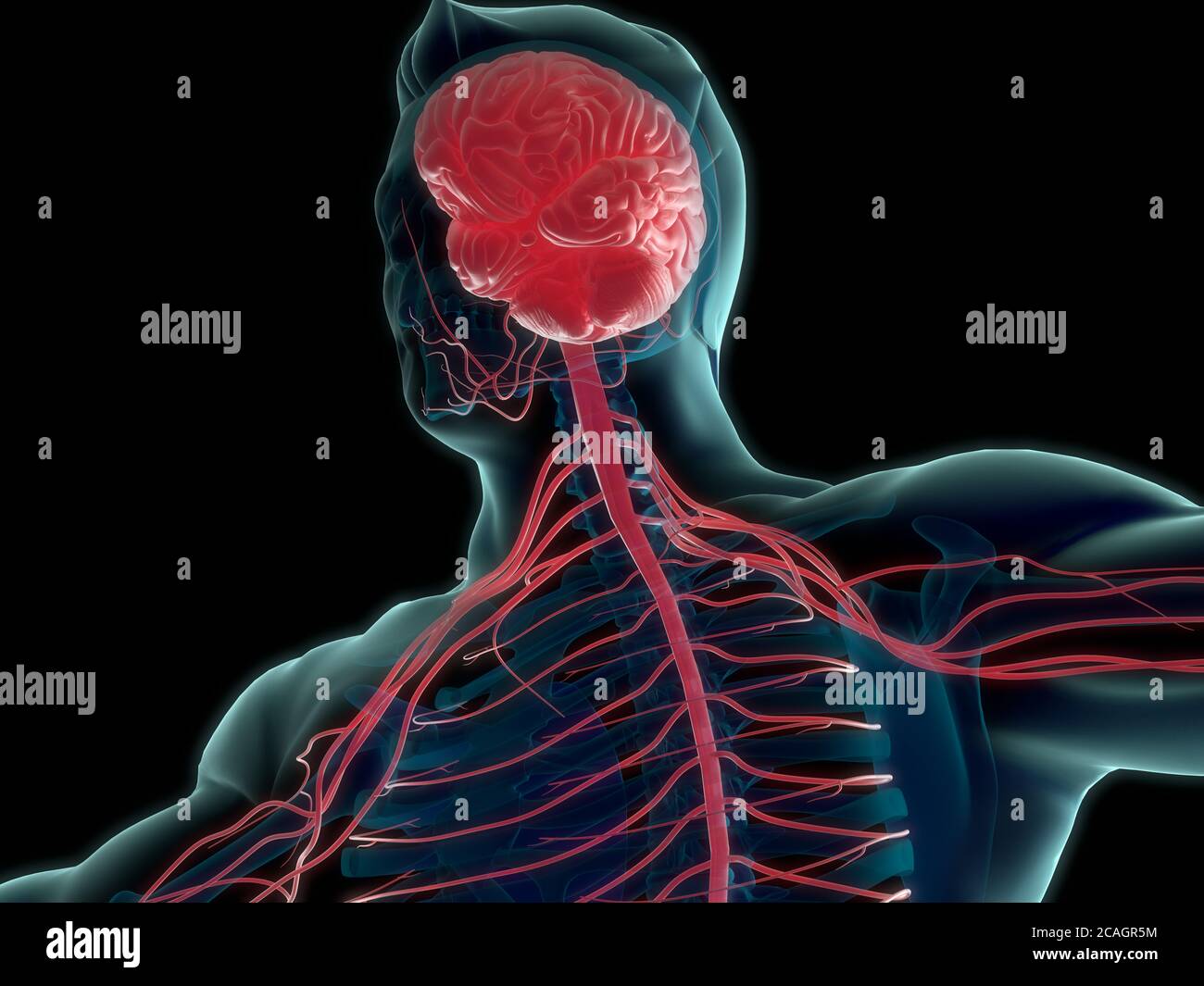 Human brain and nervous system in bright red inside blue xray body. 3d ...