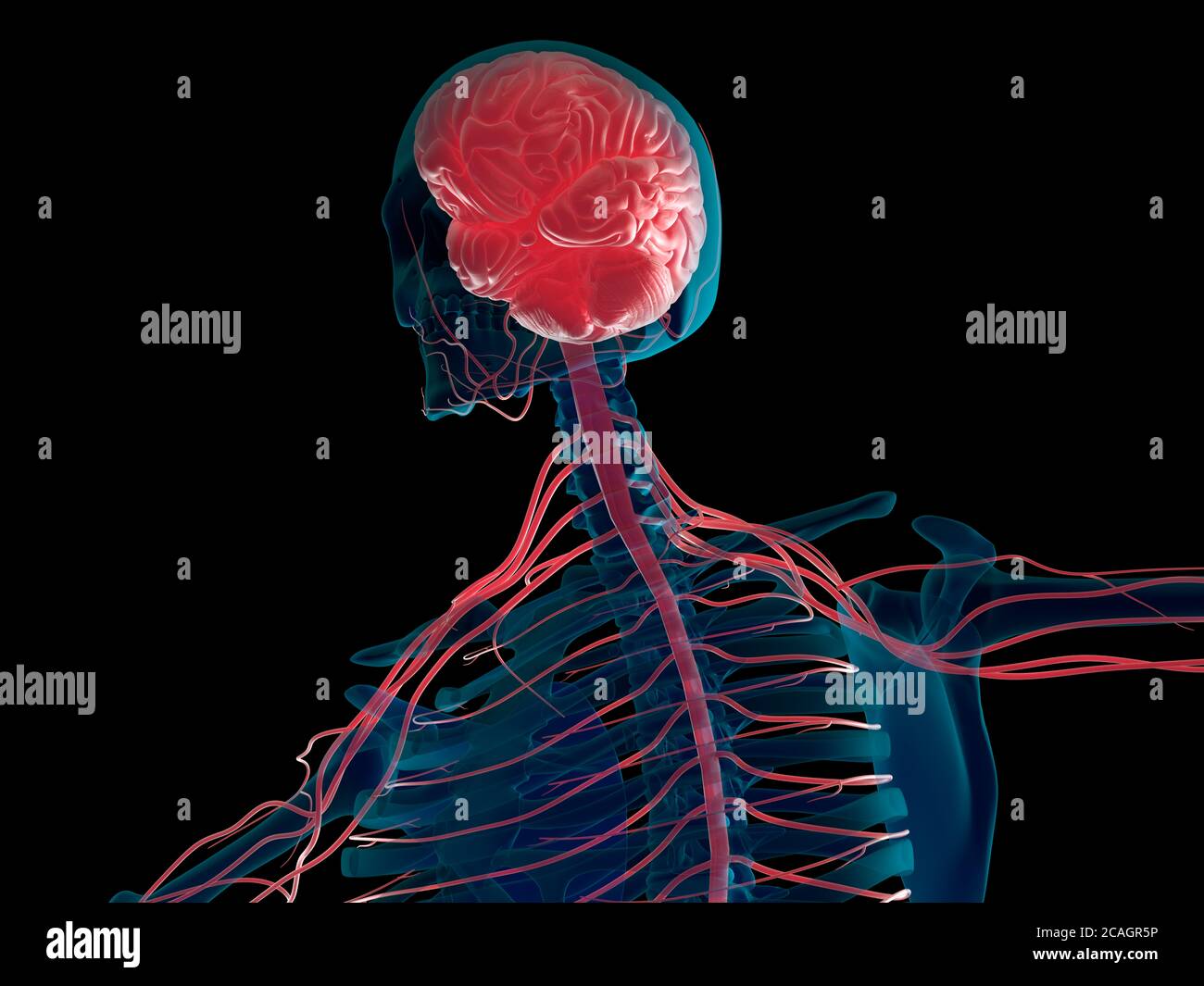Human brain and nervous system in bright red inside blue xray body. 3d ...