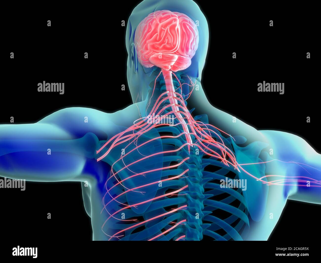 Human brain and nervous system in bright red inside blue xray body. 3d ...