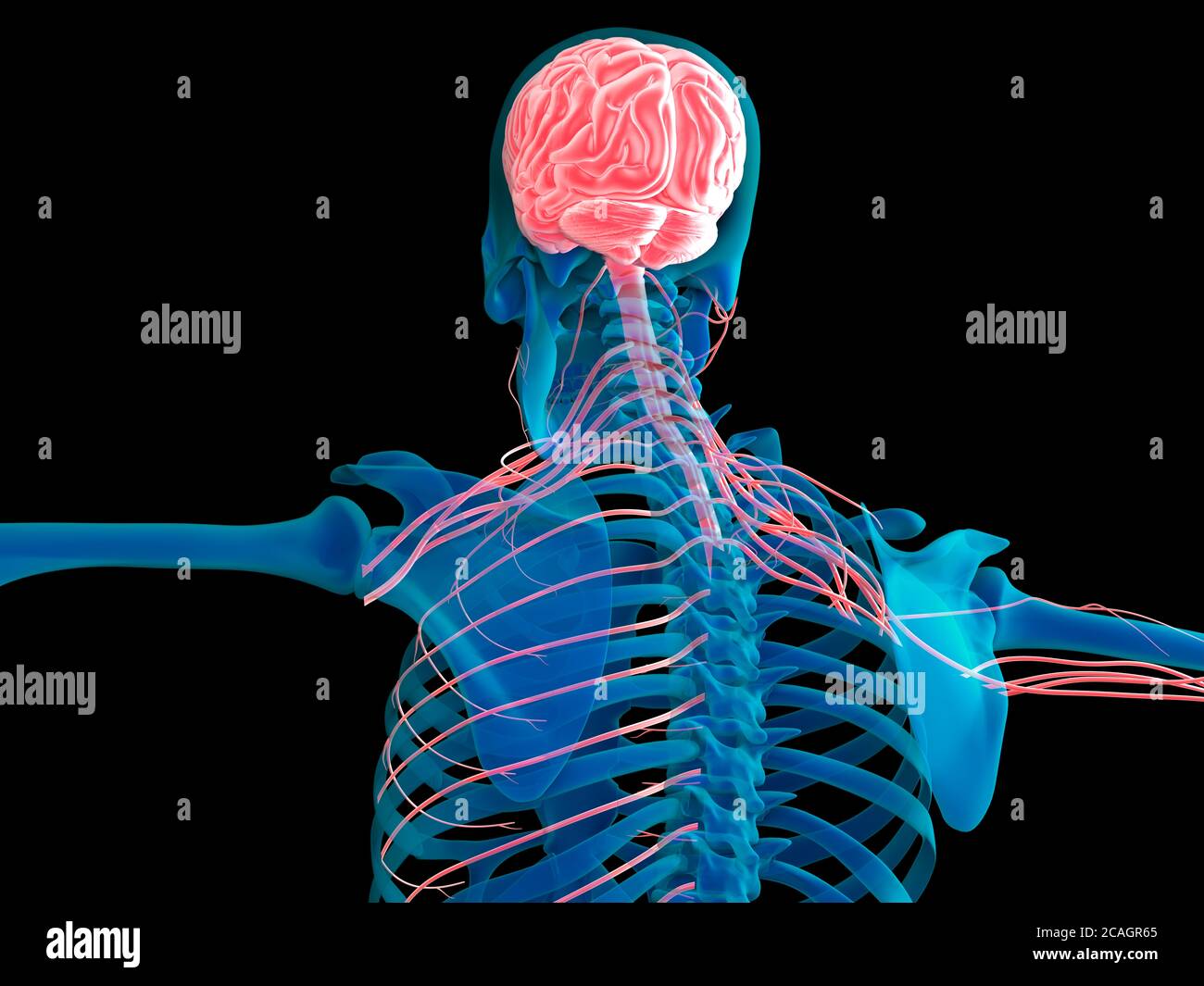 Human brain and nervous system in bright red inside blue xray body. 3d ...