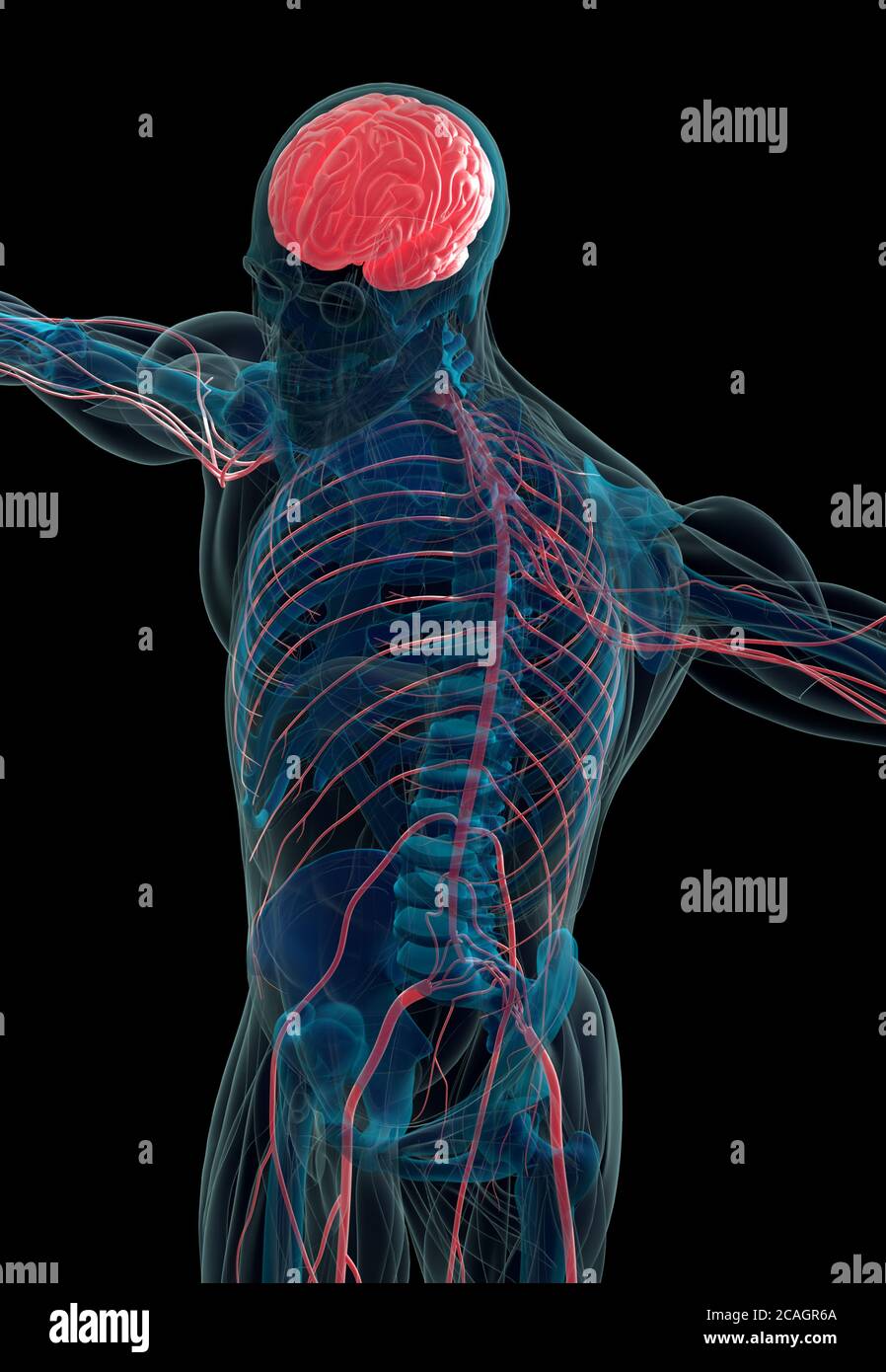 Human brain and nervous system in bright red inside blue xray body. 3d ...