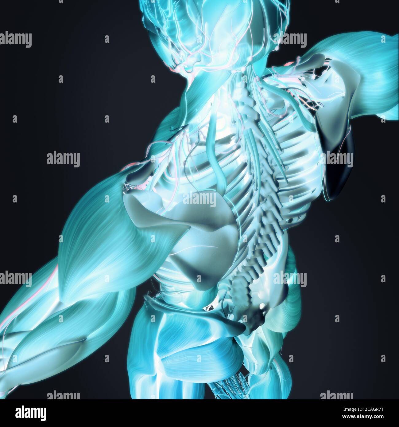 Human anatomy illustration of back,torso, skeleton,muscle,spine Stock ...