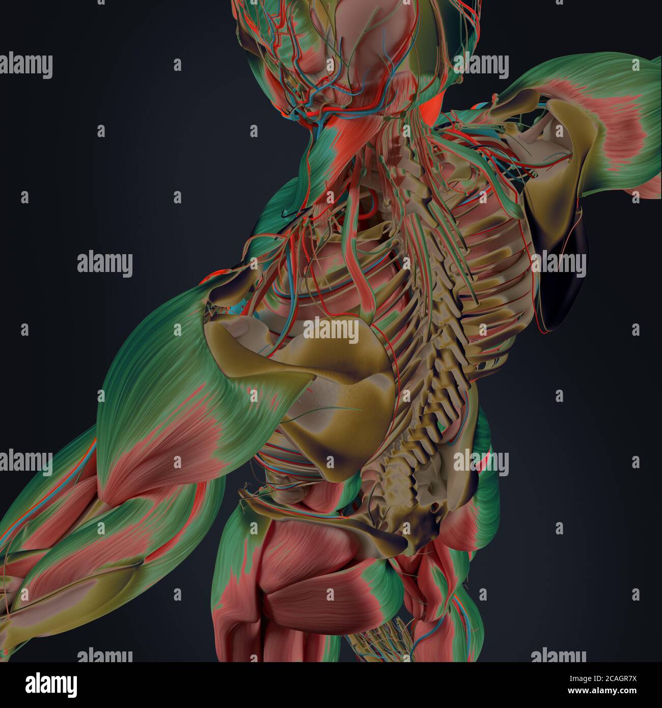 Human anatomy illustration of back,torso, skeleton,muscle,spine Stock ...