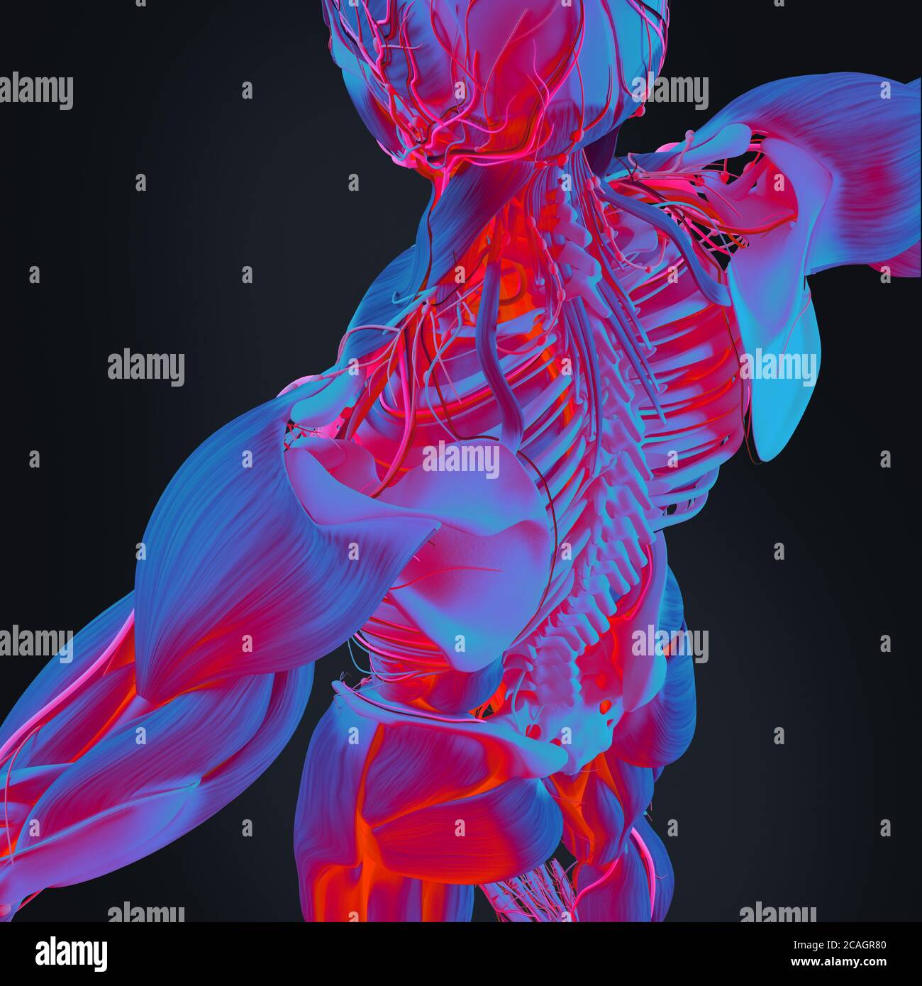 Human anatomy illustration of back,torso, skeleton,muscle,spine Stock ...