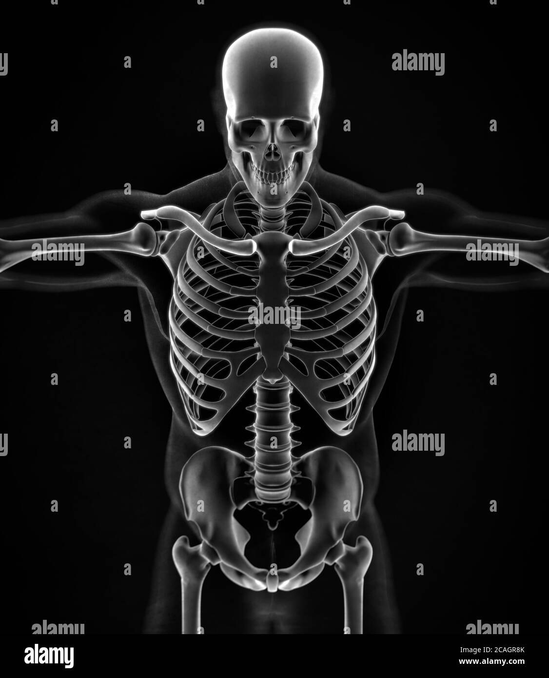 Collar bone xray. Human anatomy skeletal system. 3D illustration Stock ...