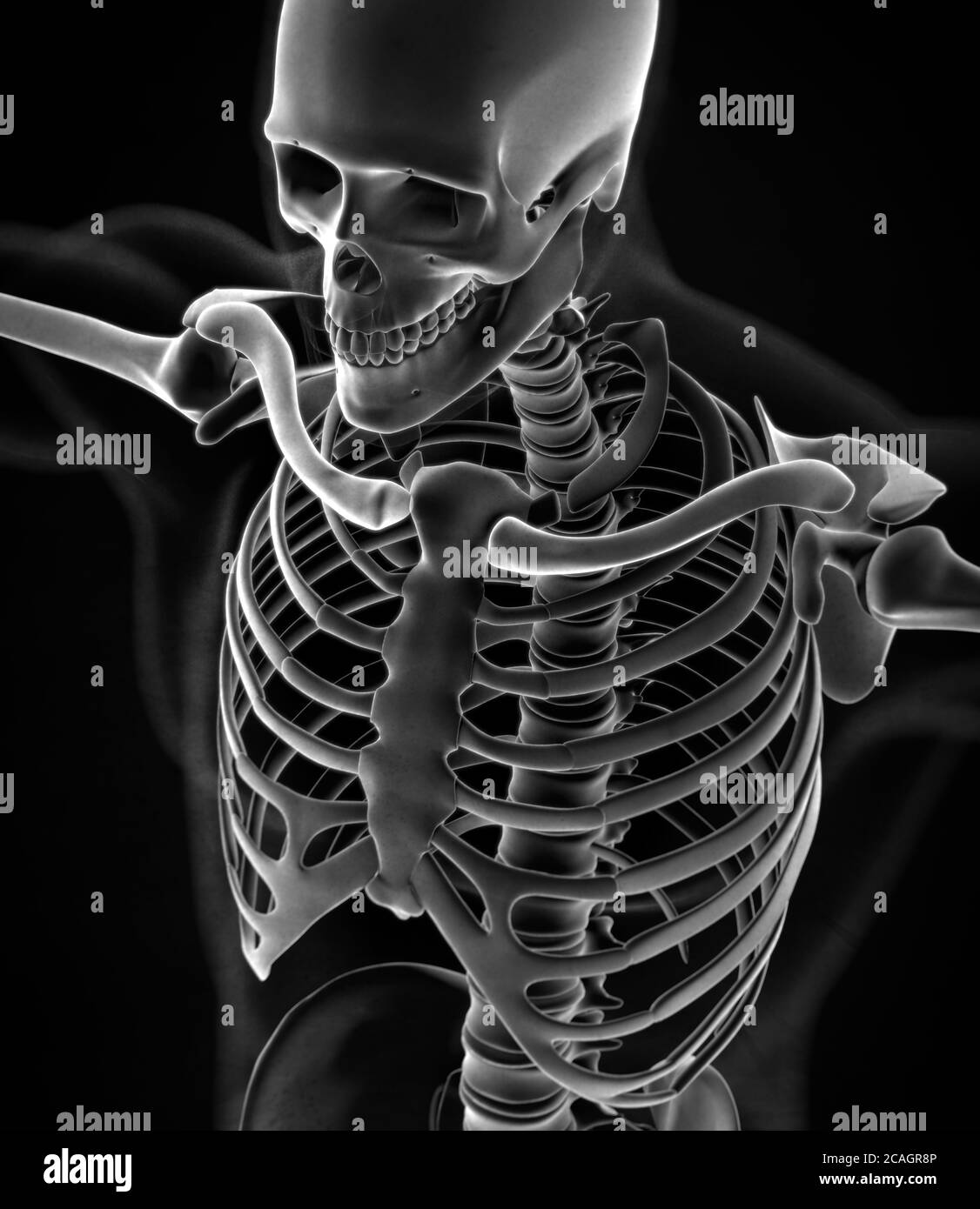 Collar bone xray. Human anatomy skeletal system. 3D illustration Stock ...