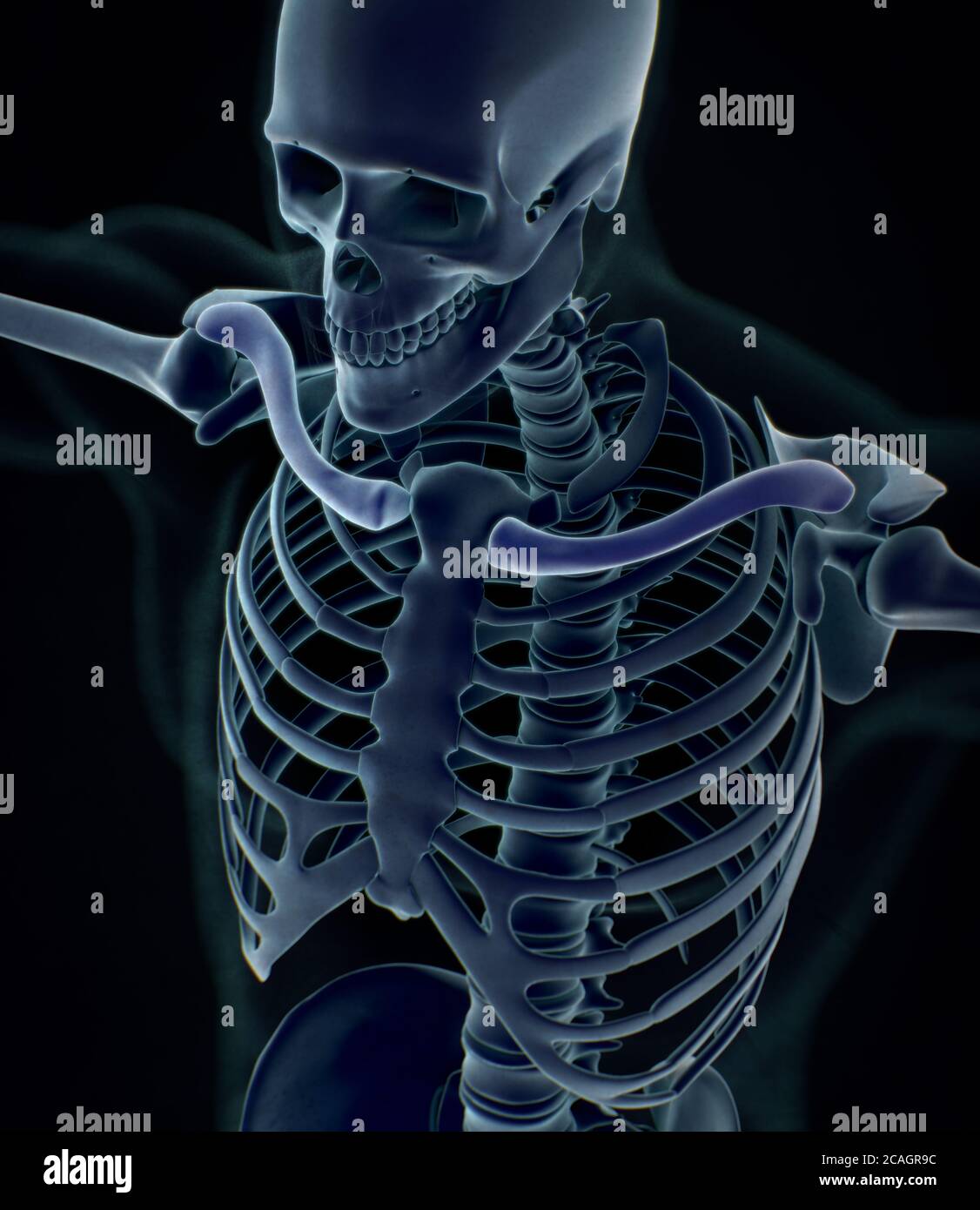 Collar Bone Xray Human Anatomy Skeletal System 3d Illustration Stock