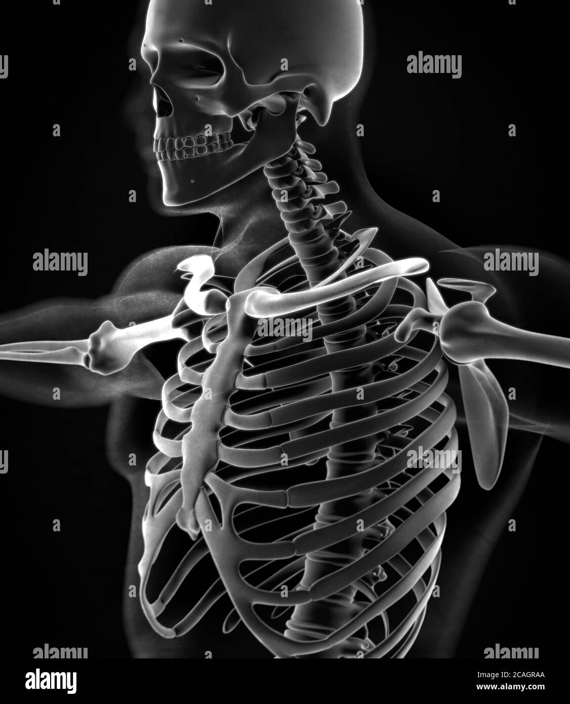 Collar Bone Xray Human Anatomy Skeletal System 3d Illustration Stock
