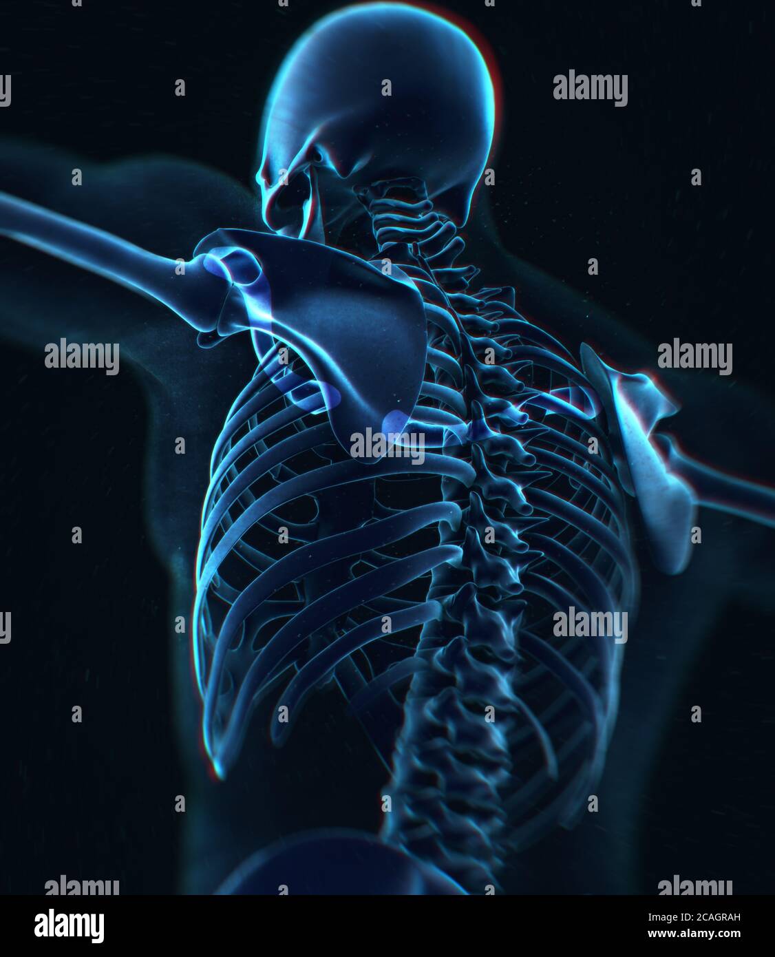 Collar Bone Xray Human Anatomy Skeletal System 3d Illustration Stock