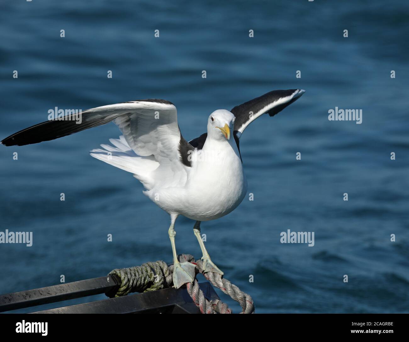 Gull on Shark diving cage- Gainsbaai South Africa Stock Photo - Alamy