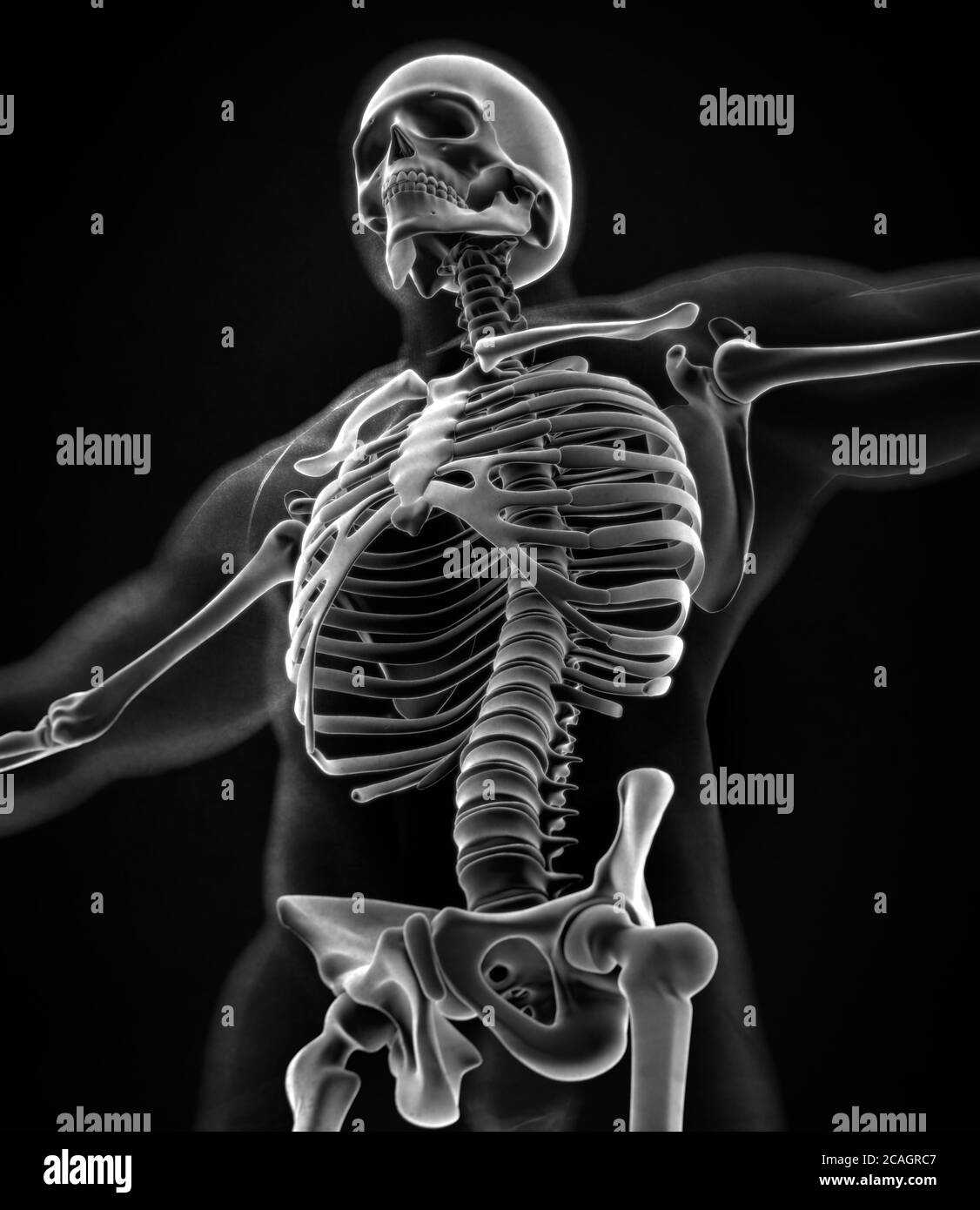 Collar Bone Xray Human Anatomy Skeletal System 3d Illustration Stock
