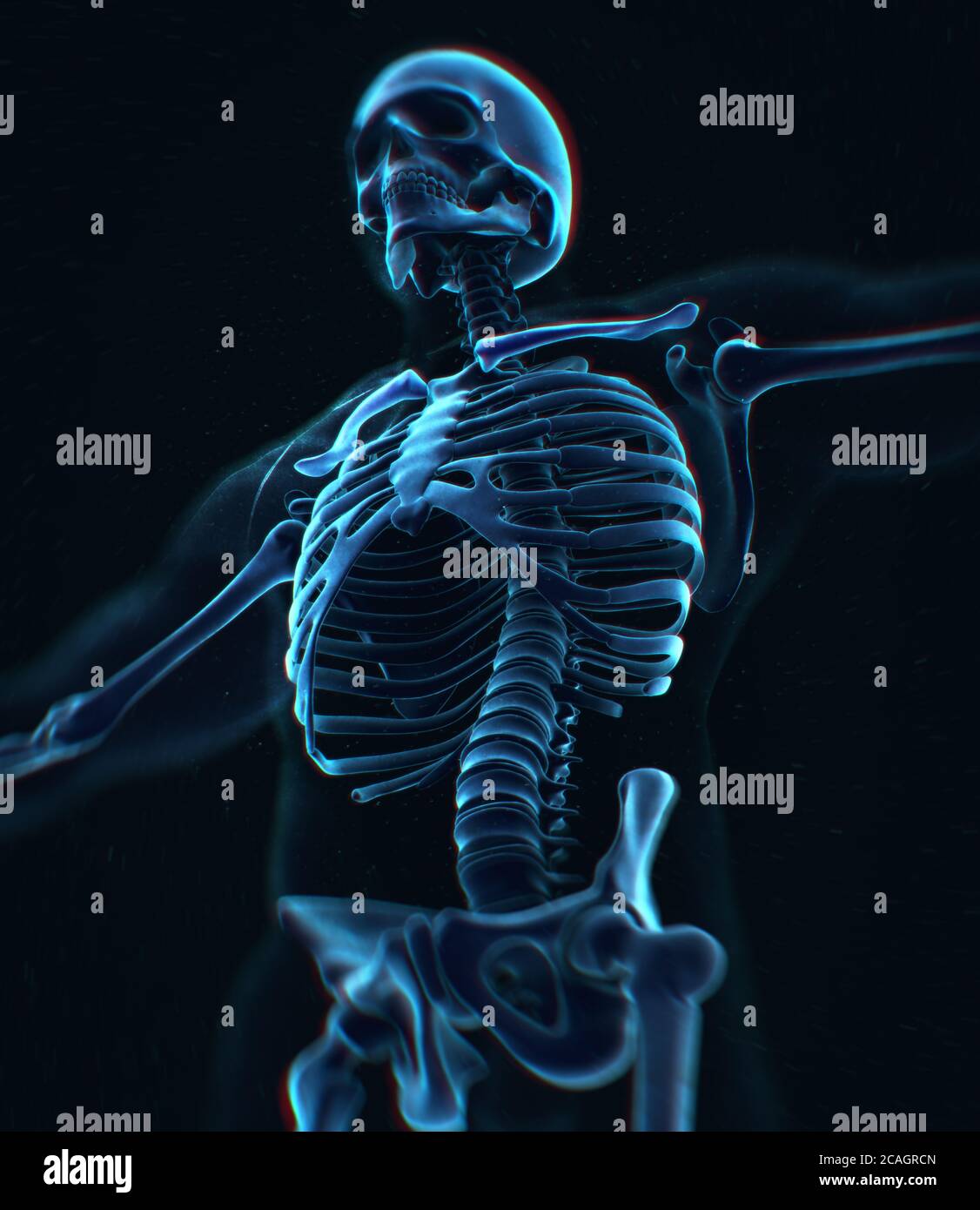 Collar Bone Xray Human Anatomy Skeletal System 3d Illustration Stock