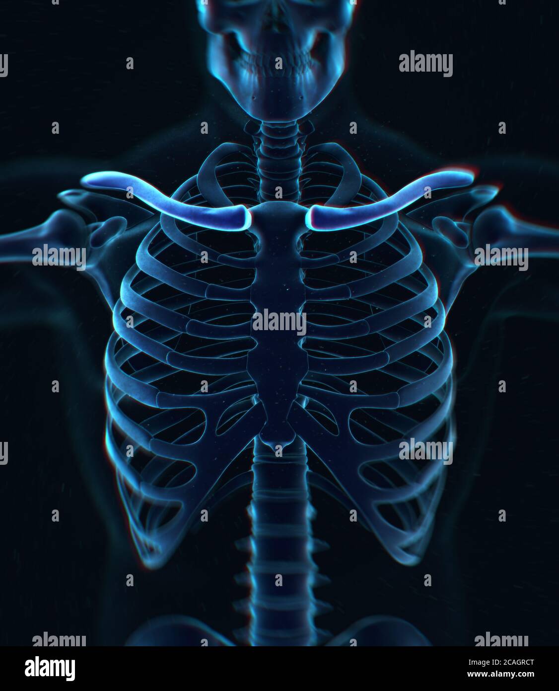 Collar Bone Xray Human Anatomy Skeletal System 3d Illustration Stock