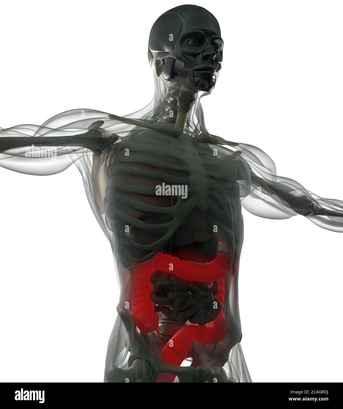 Human anatomy illustration of large intestine inside of body. 3d ...