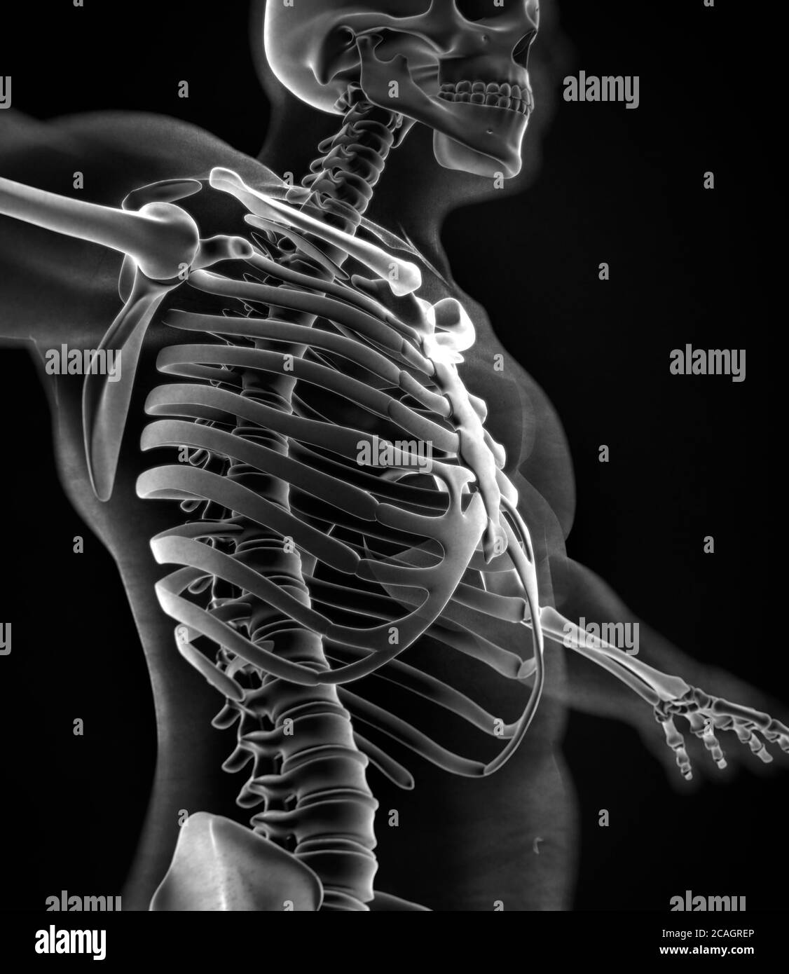 Collar bone xray. Human anatomy skeletal system. 3D illustration Stock ...