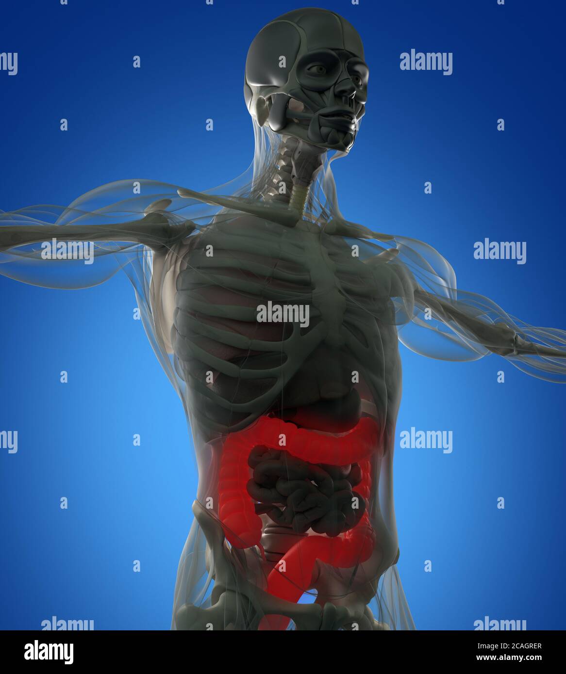 Human anatomy illustration of large intestine inside of body. 3d ...