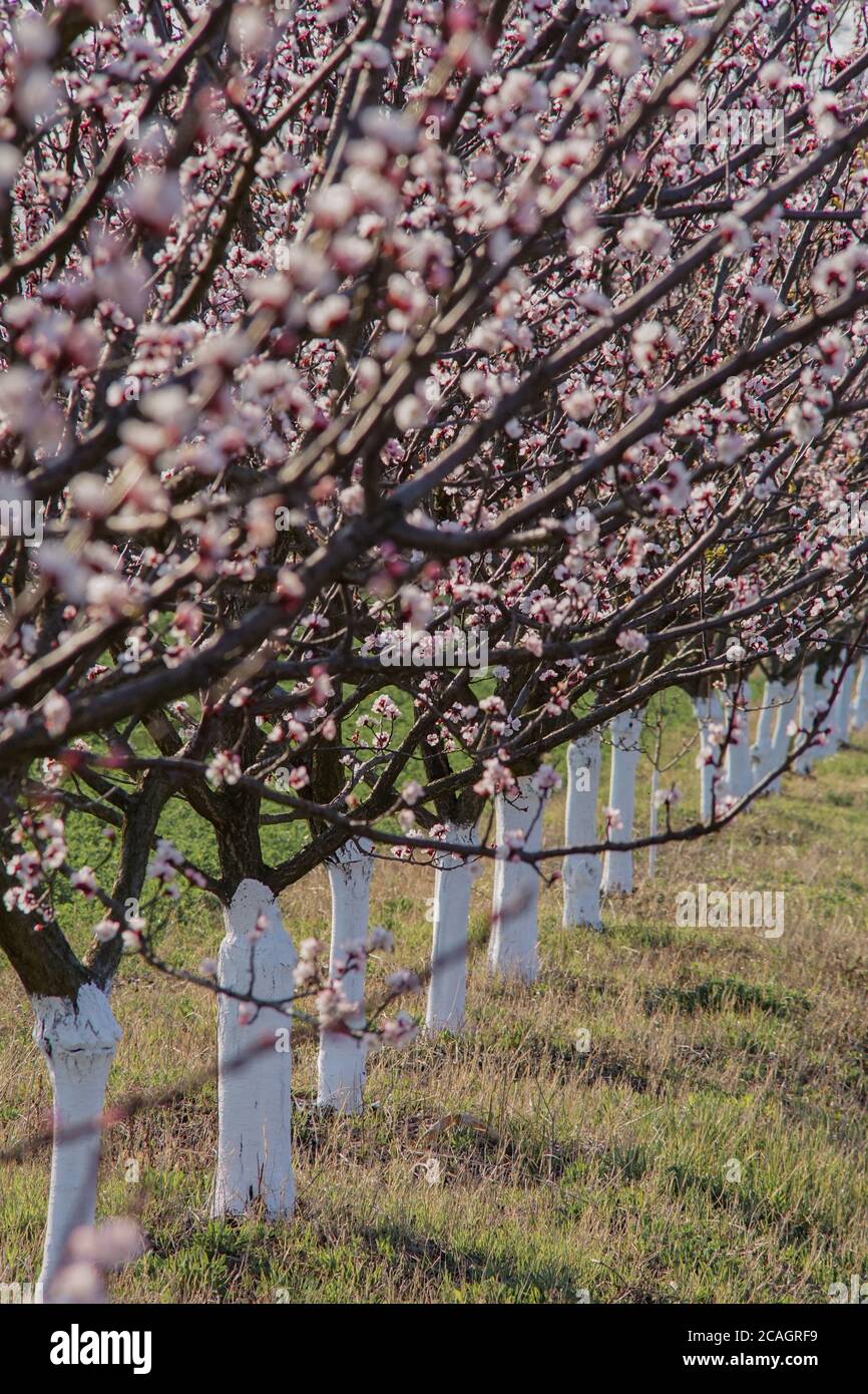 Cherry tree in bloom Stock Photo - Alamy