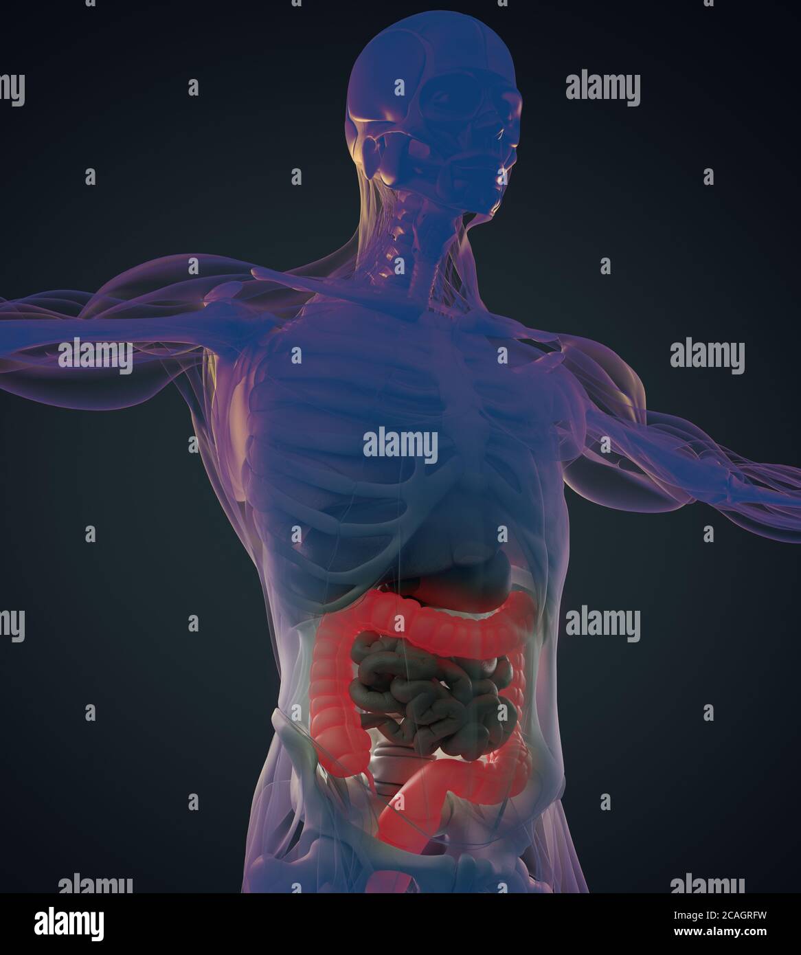 Human excretory system anatomy hi-res stock photography and images - Alamy