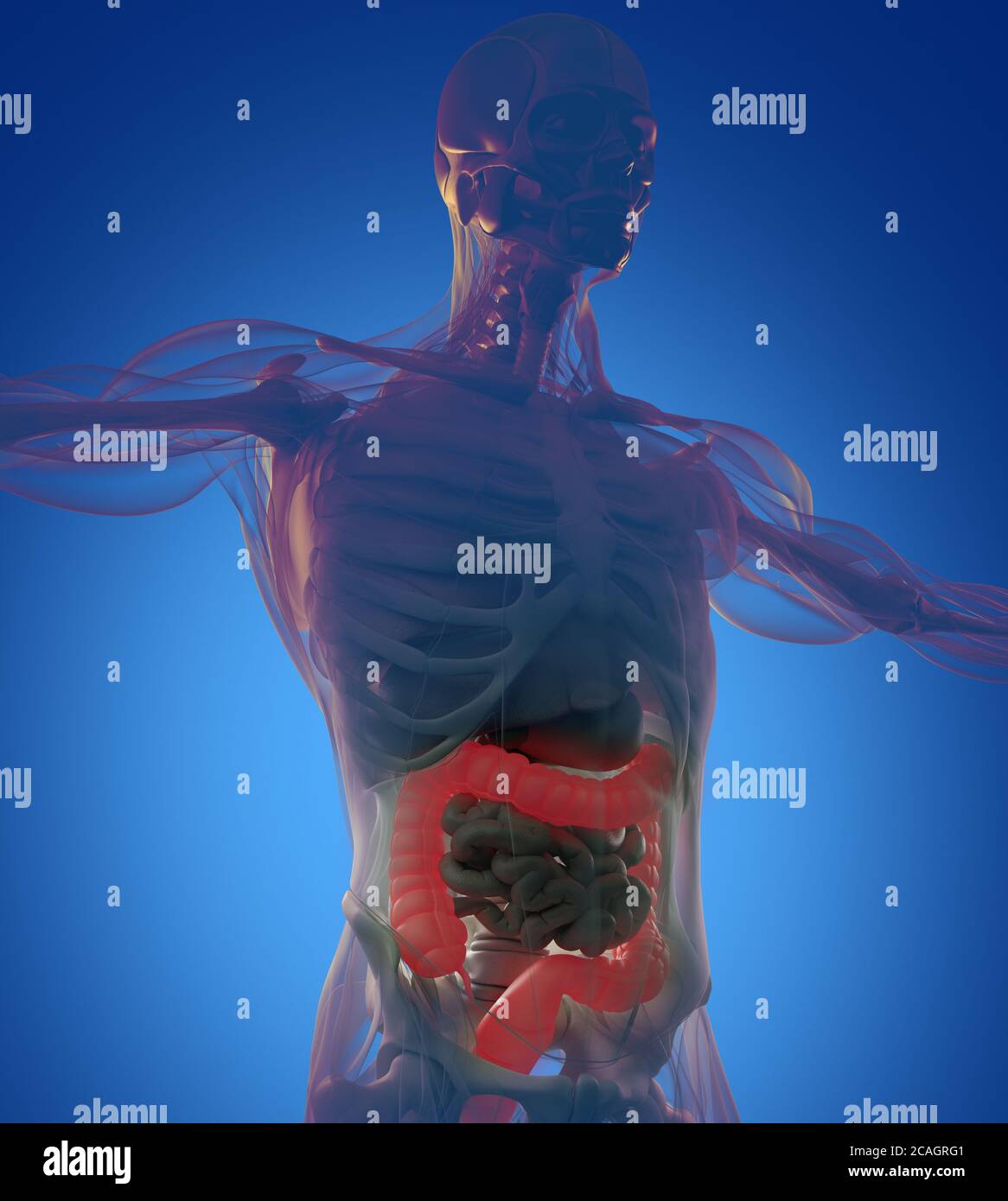 Human anatomy illustration of large intestine inside of body. 3d ...