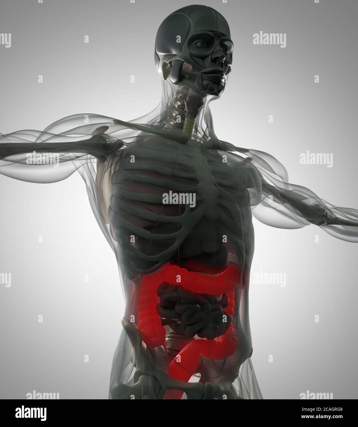 Human anatomy illustration of large intestine inside of body. 3d ...
