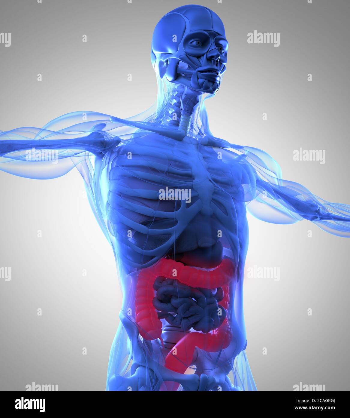 Human anatomy illustration of large intestine inside of body. 3d ...