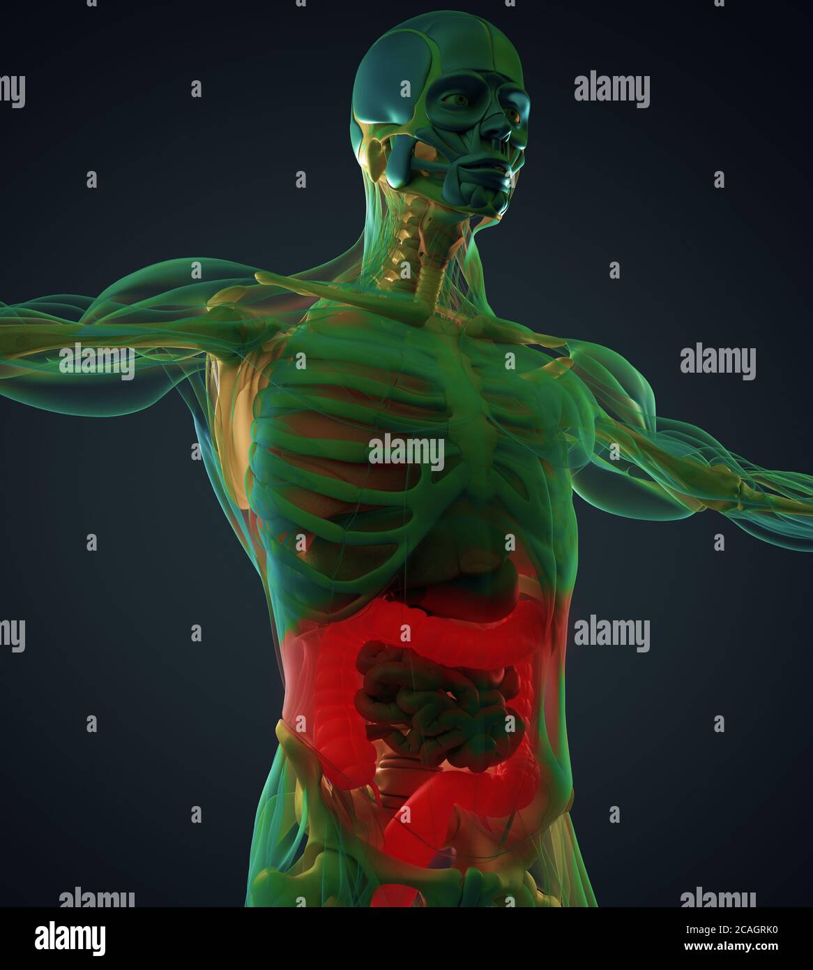 Human anatomy illustration of large intestine inside of body. 3d ...