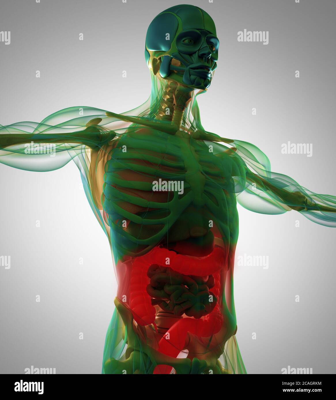 Human anatomy illustration of large intestine inside of body. 3d ...