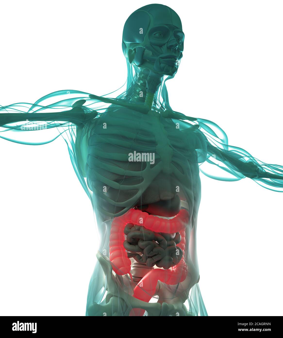 Human anatomy illustration of large intestine inside of body. 3d ...