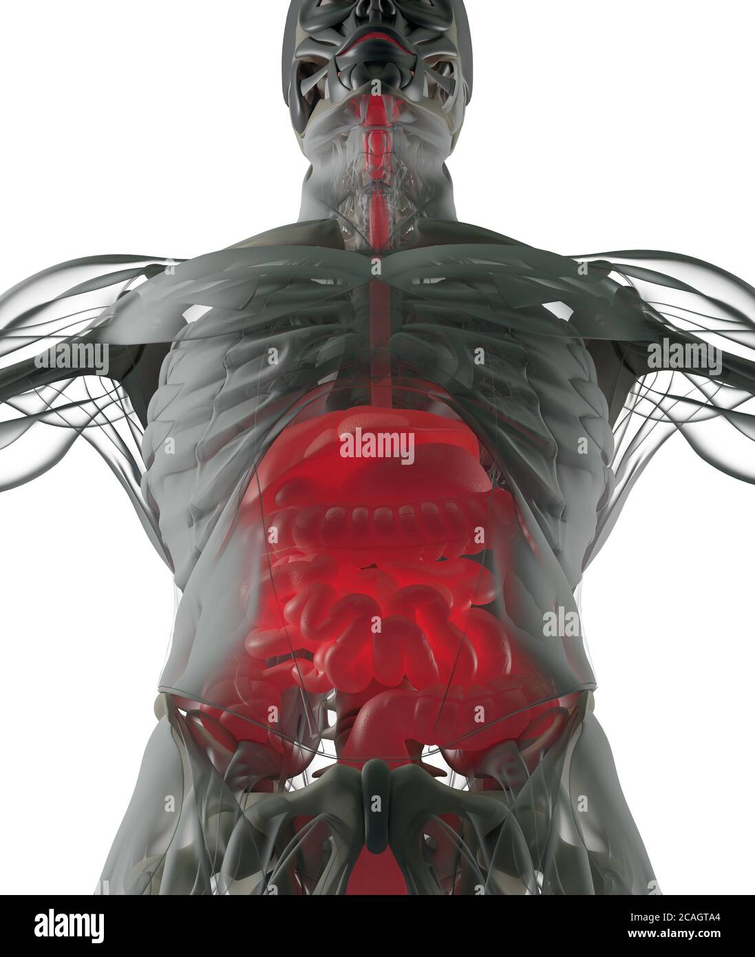 Digestive system, human anatomy, xray. 3d illustration Stock Photo - Alamy