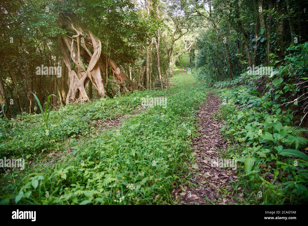 Road in wild jungle background around green trees and bushes Stock ...