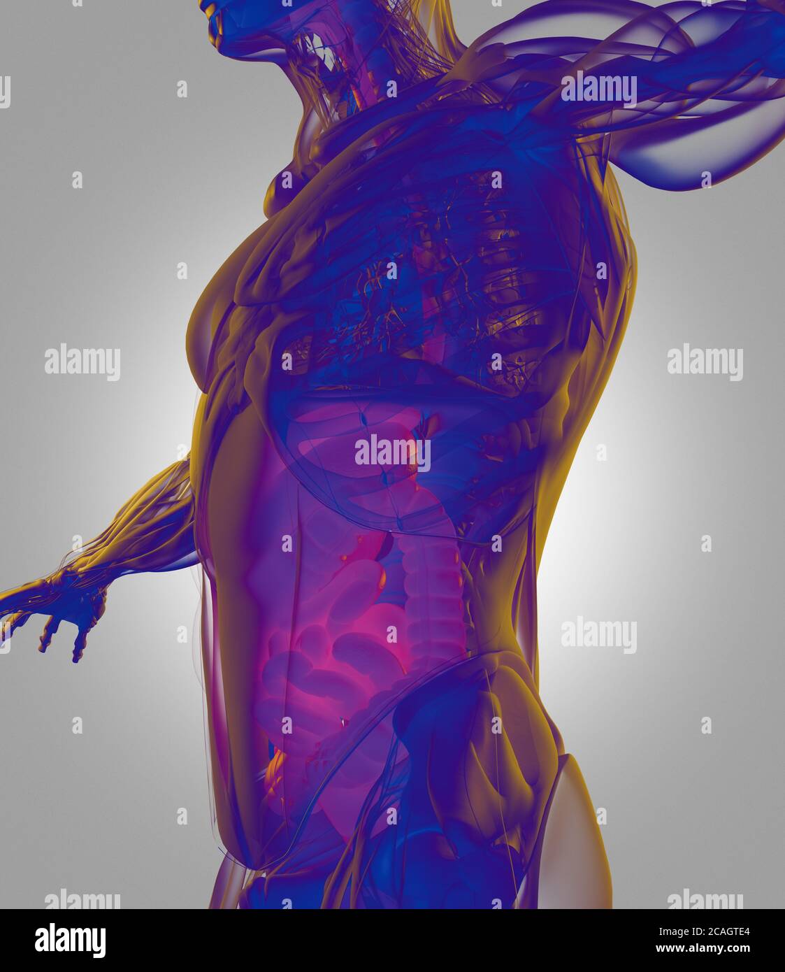 Digestive system, human anatomy, xray. 3d illustration Stock Photo - Alamy