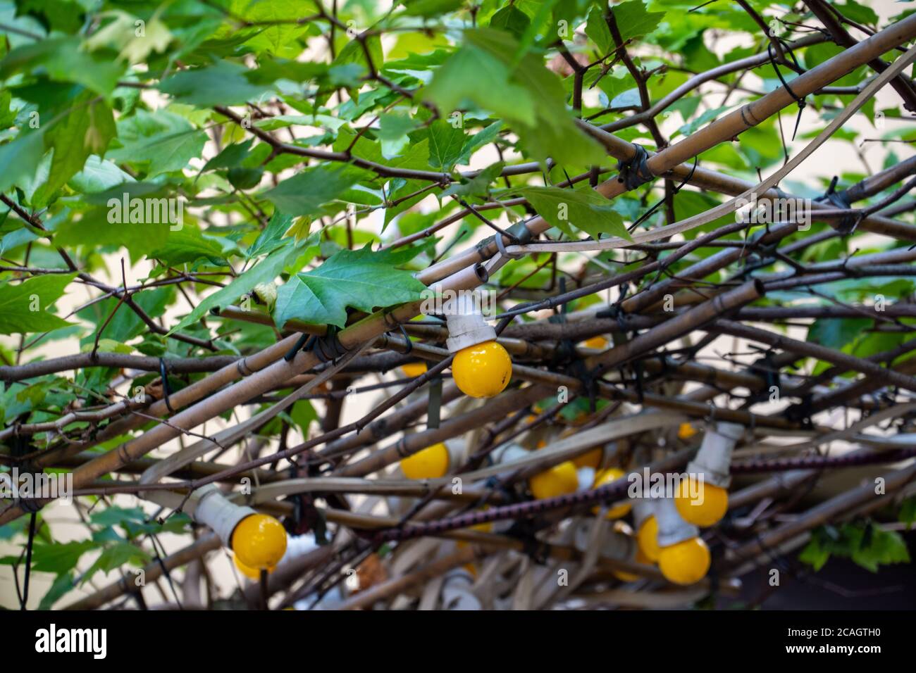 Garden lamps hung on a tree Stock Photo - Alamy