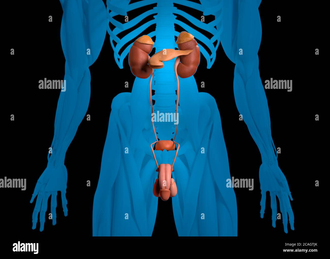 Human anatomy urinary system medical illustration. 3d illustration ...