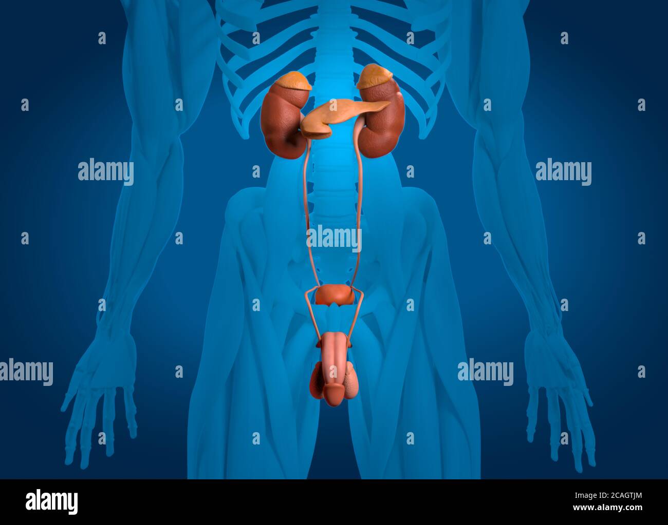 Human anatomy urinary system medical illustration. 3d illustration ...