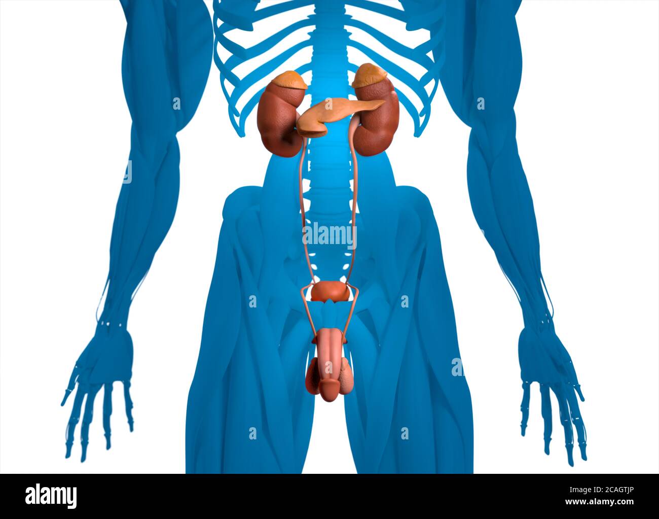 Human anatomy urinary system medical illustration. 3d illustration ...